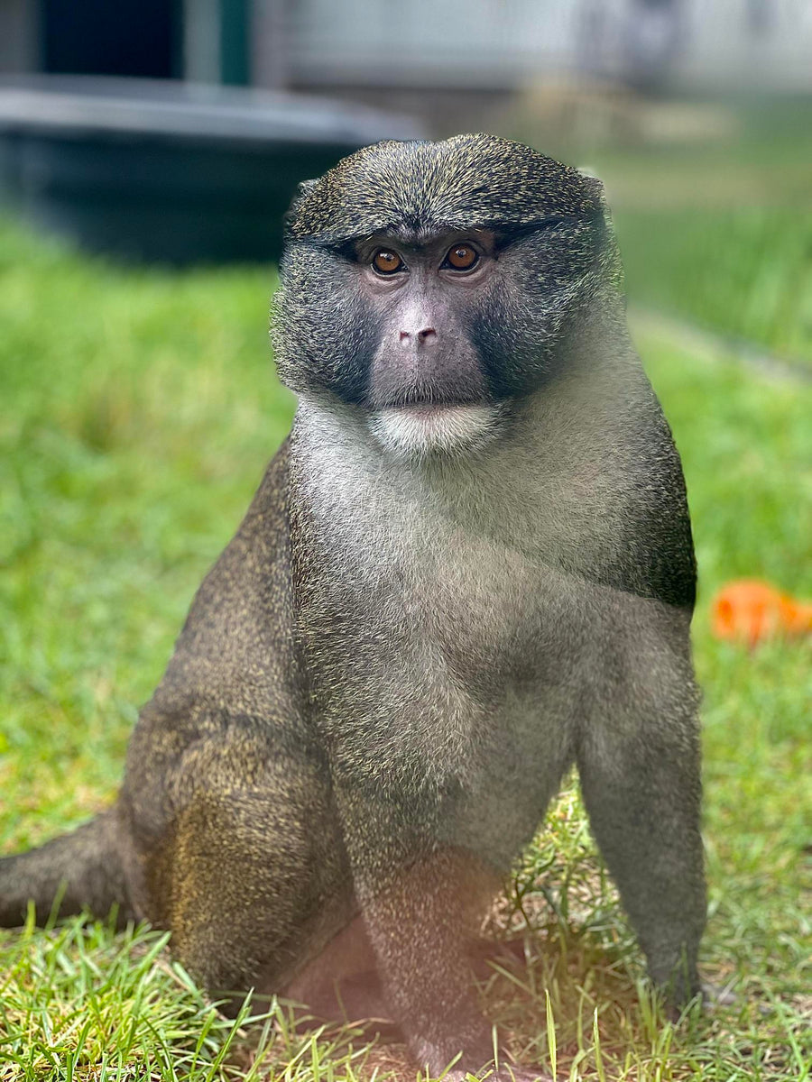 Swamp Monkey – Erie Zoo Store