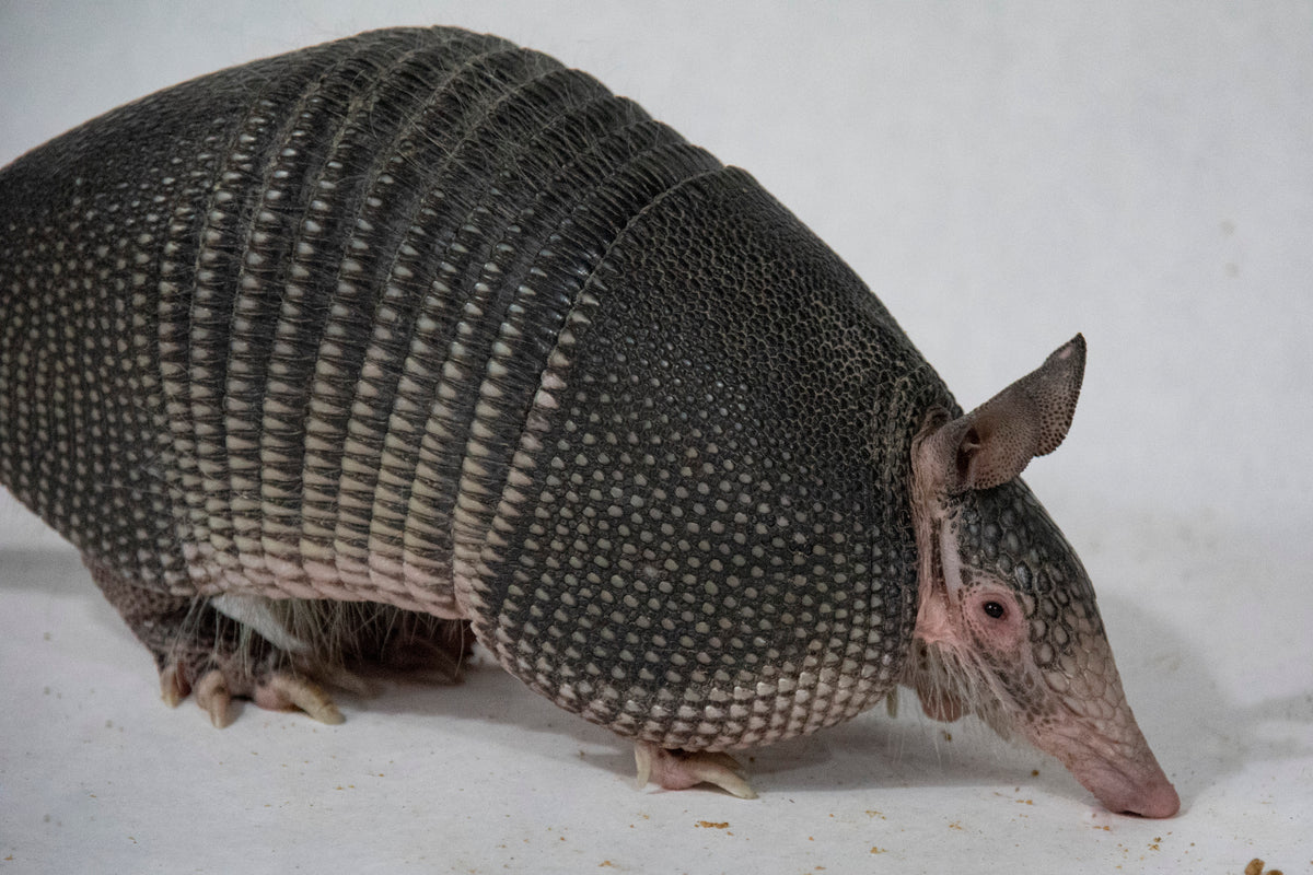 Armadillo Art – Erie Zoo Store