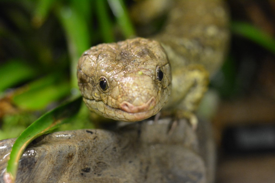 Skink Art – Erie Zoo Store
